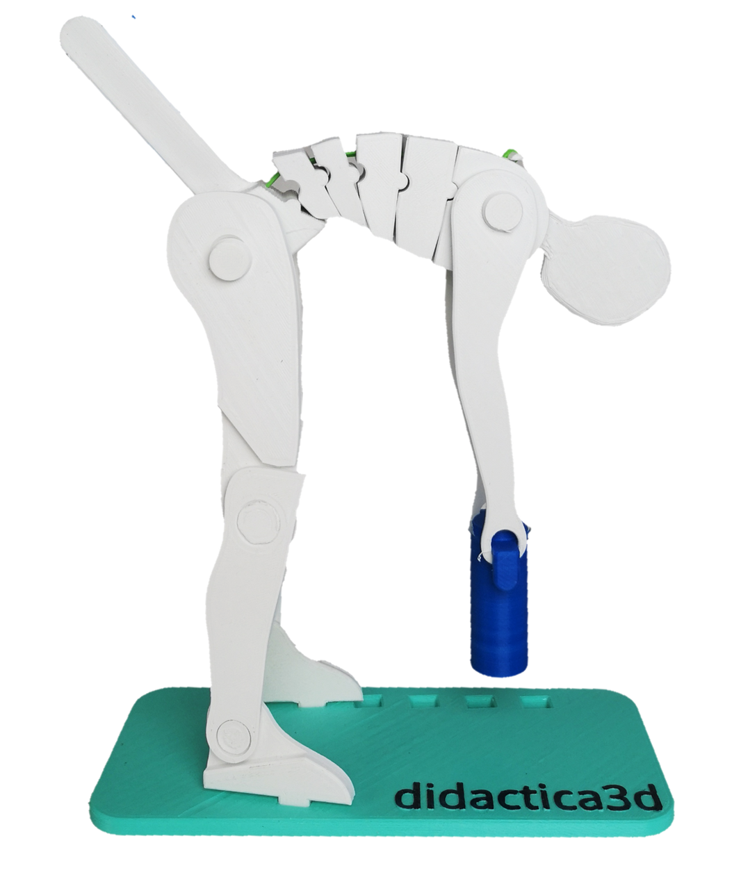 Modelos didácticos con impresión 3d – Didáctica3D